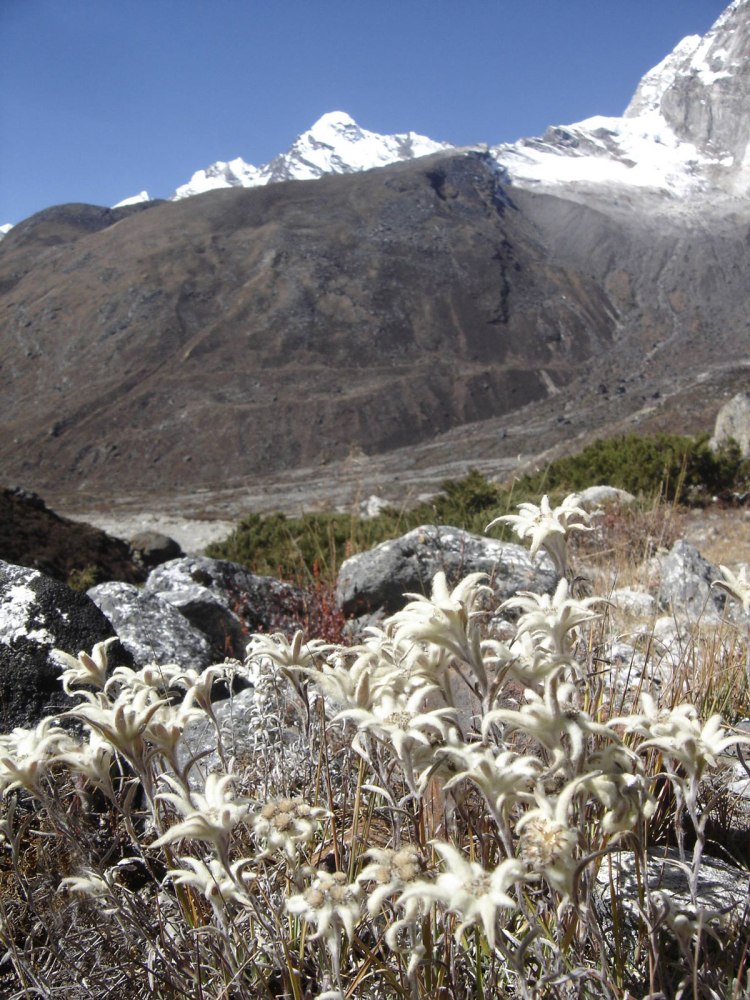 Runolist – simbol planinara – PLANINARENJE sa Bracom Babićem