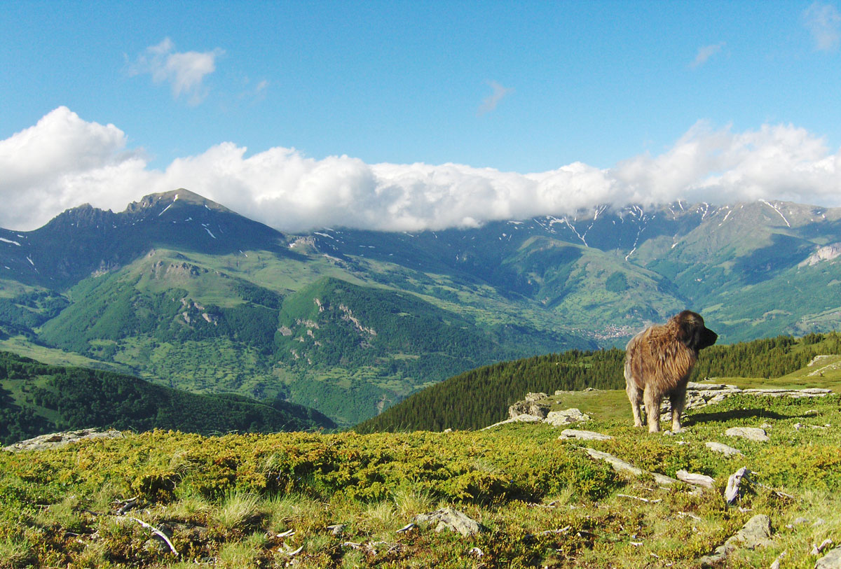 Titov vrh na Šar-planini – PLANINARENJE sa Bracom Babićem